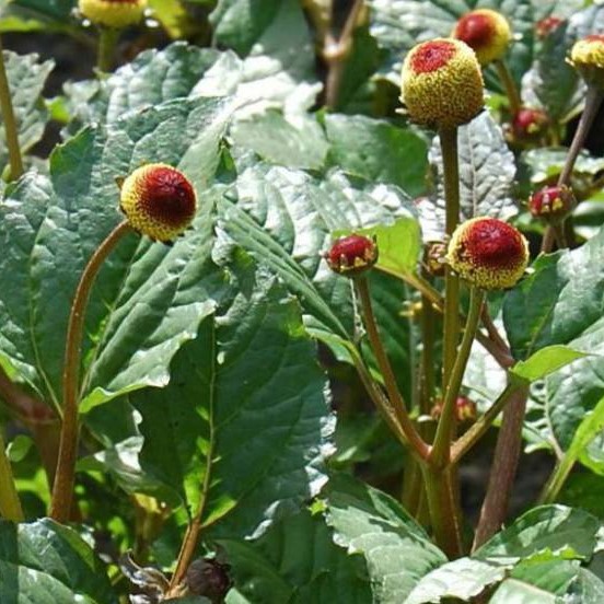 Acmella oleracea | Yougardener