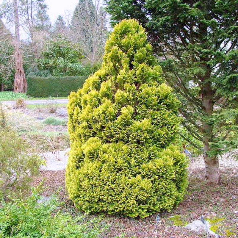 Chamaecyparis lawsoniana 'Minima aurea' | Yougardener