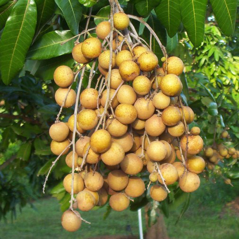 Albero Longan