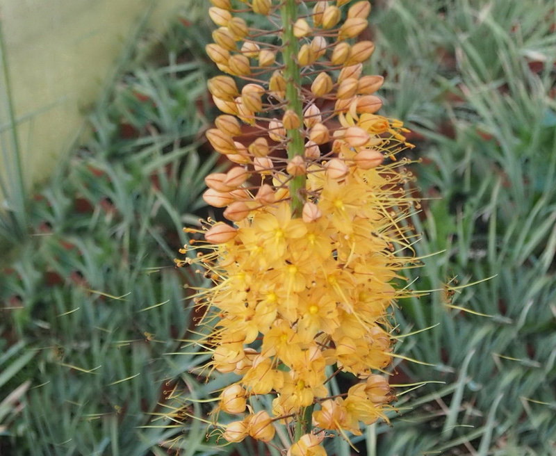 Eremurus x isabellinus 'Pinokkio' | Yougardener