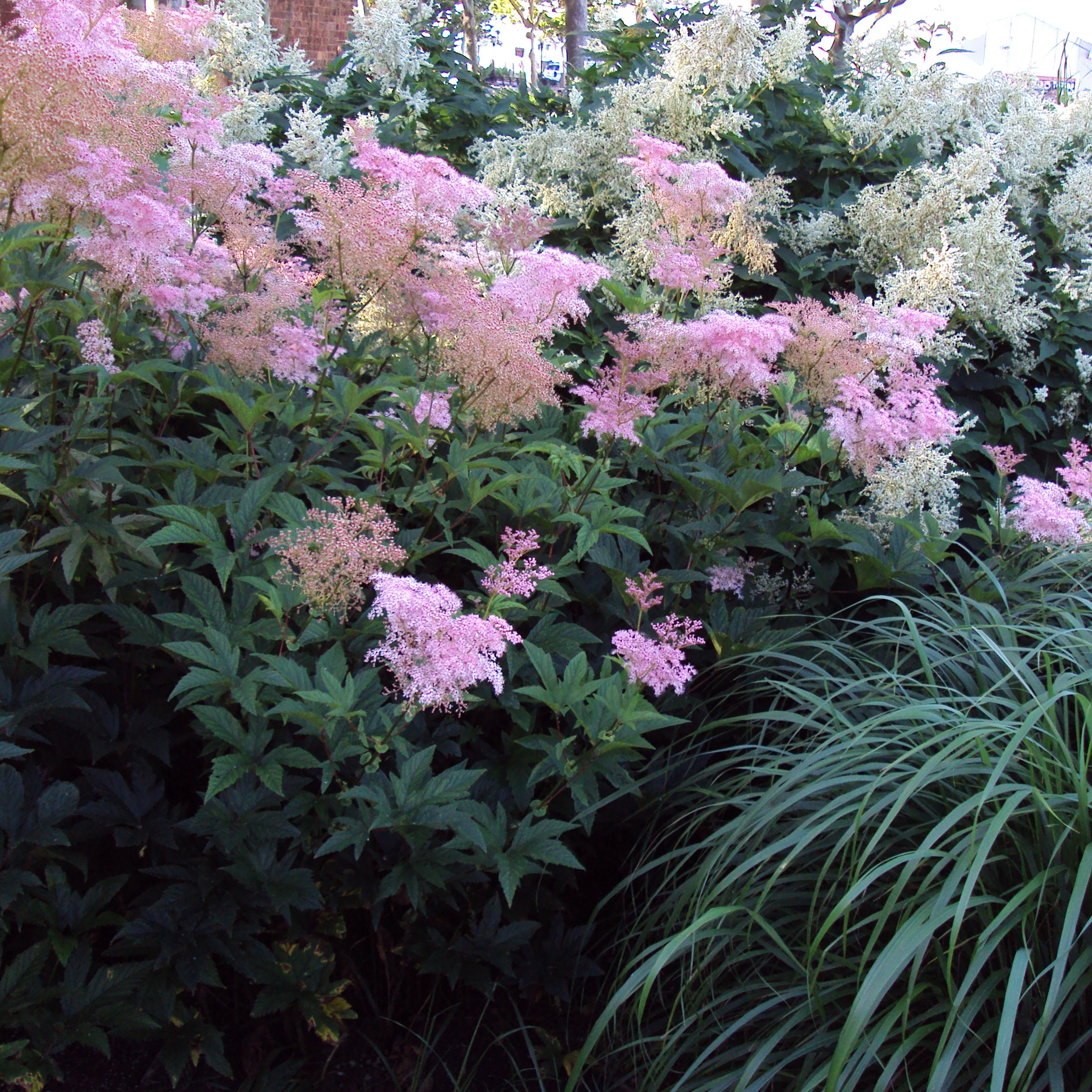 Filipendula | Yougardener
