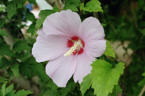 Hibiscus Syriacus Yougardener