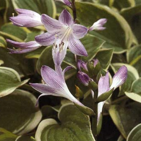 Hosta 'Austin Dickinson' | Yougardener