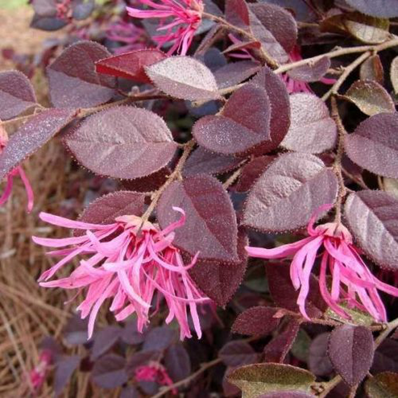 Loropetalum chinensis 'Crimson fire' | Yougardener