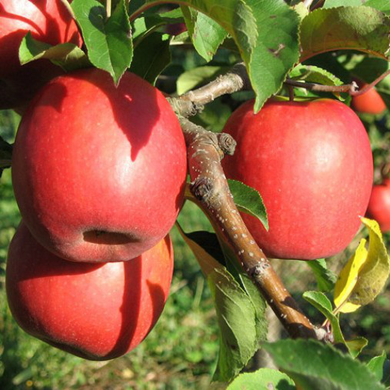 Melo 'Miss Pinky' | Yougardener