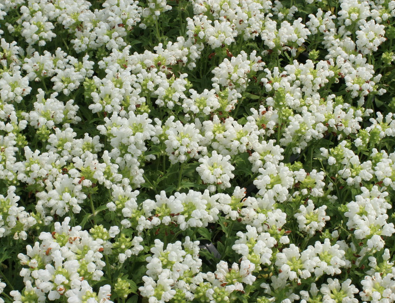 Prunella grandiflora 'Alba' | Yougardener Prunella grandiflora 'Alba' | Yougardener