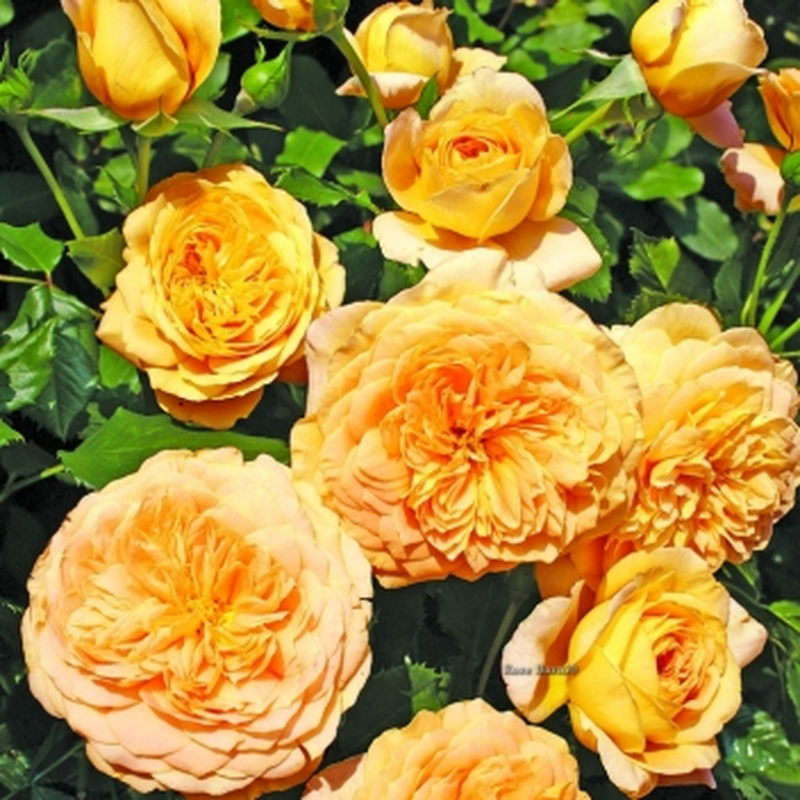 Rosa 'Golden zest' (rampicante) | Yougardener