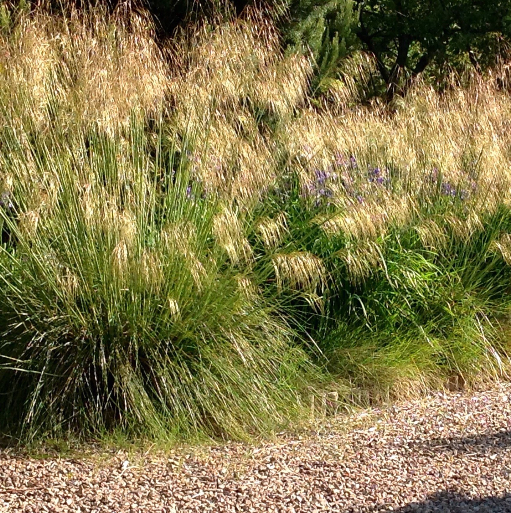 Stipa | Yougardener