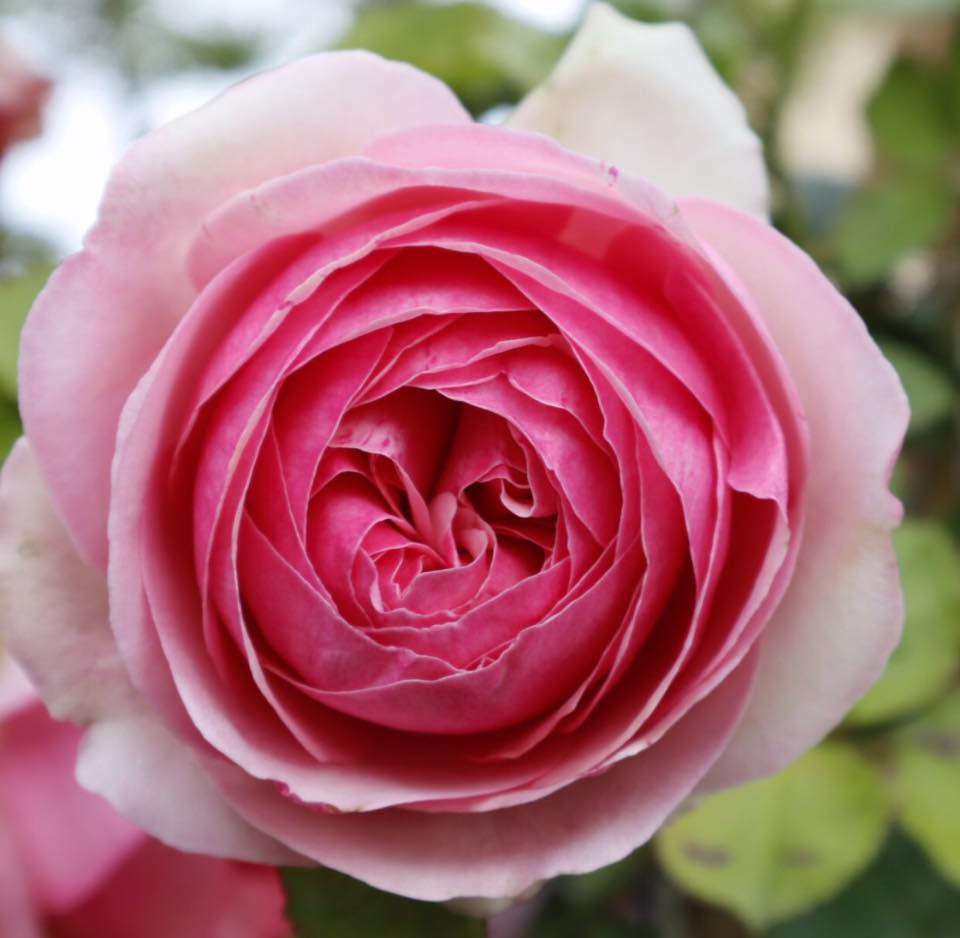 Rosa 'Pierre De Ronsard ®' (rampicante) | Yougardener